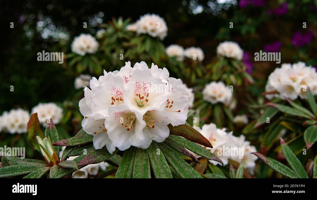 Closeup view of white bloom of a beautiful exotic bush in a botanical ...