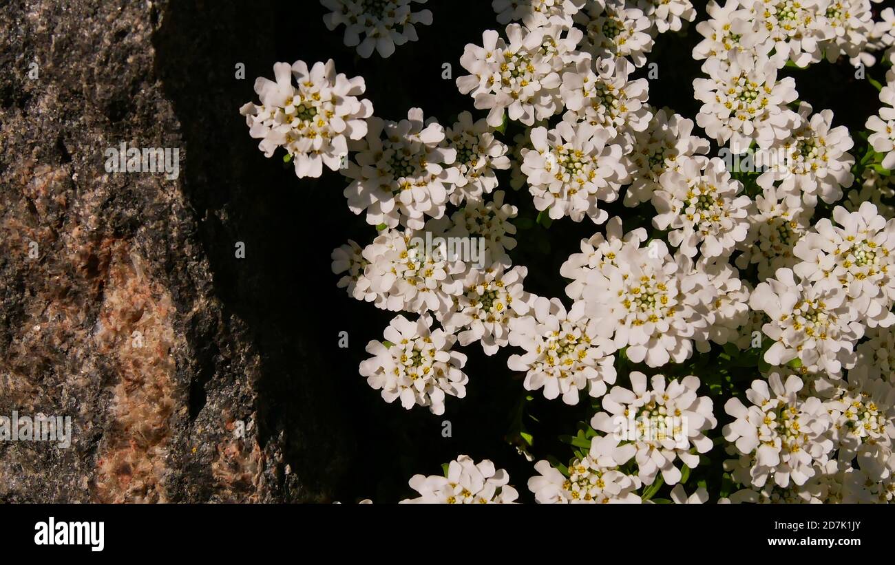 Beautiful white blooming flowers aside of a glittering rock in a ...