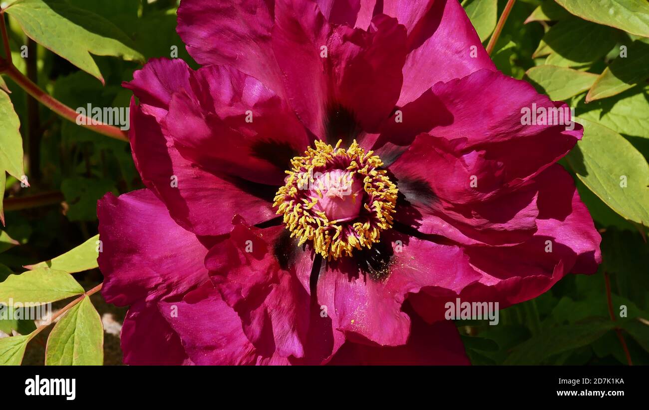 Closeup view of the flower head of a blooming peony (paeonia) with ...