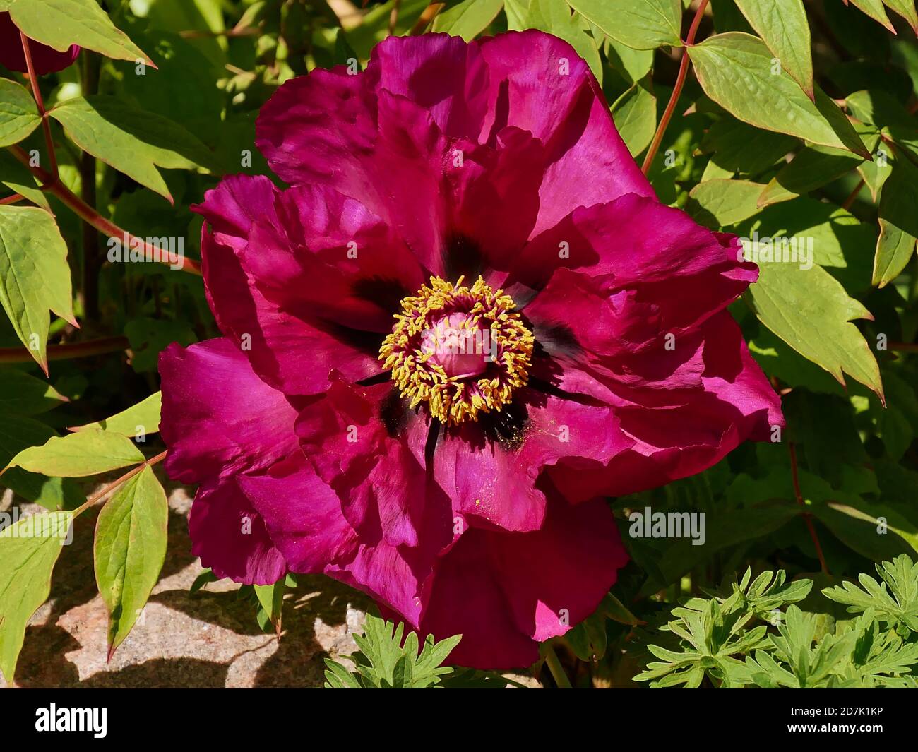 Closeup view of the blossom of a peony flower (paeonia) with beautiful ...