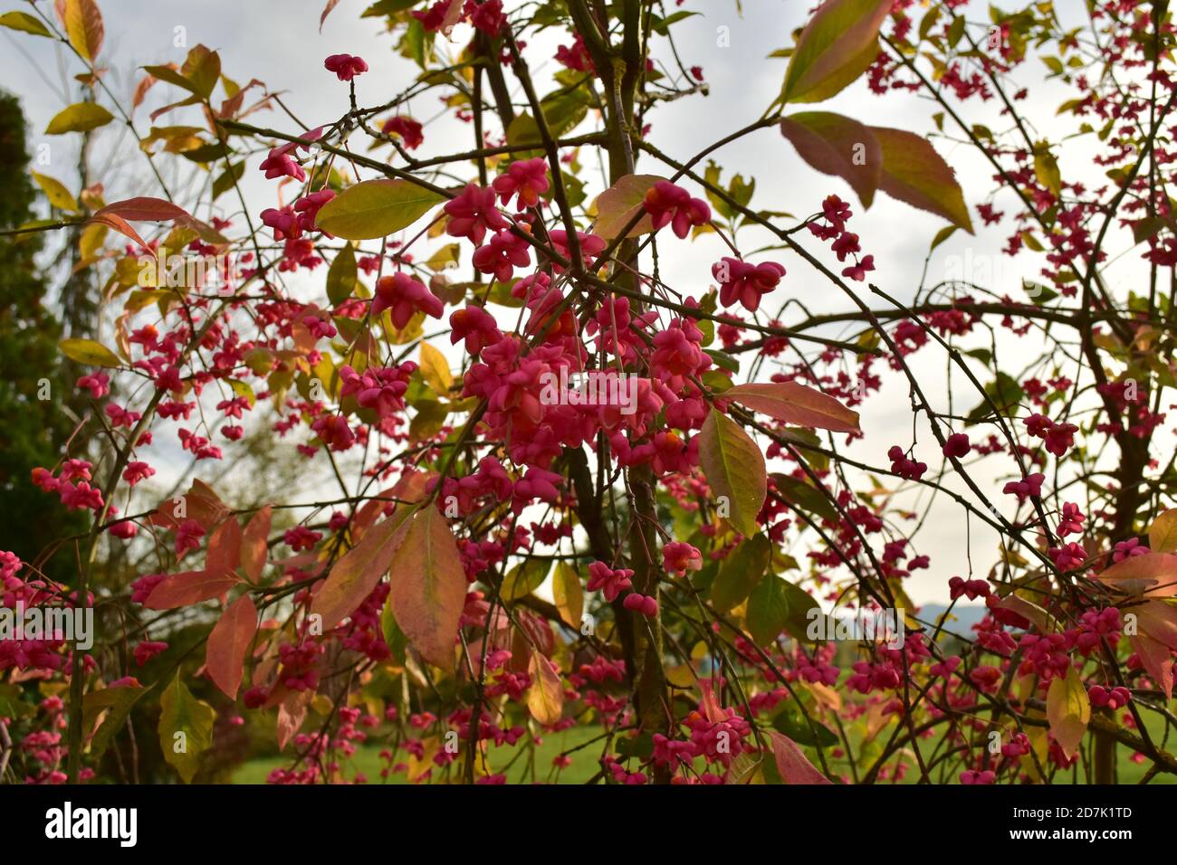 Spindle bush red tree german garden in autumn Stock Photo - Alamy
