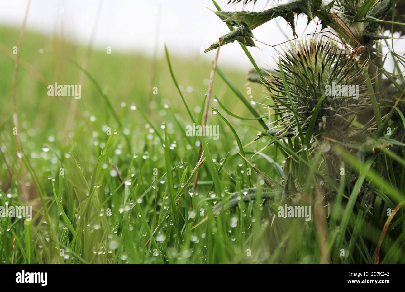 Milk thistle (Silybum marianum) purple pink flower with wet grass - Milk Thistle Silybum ...