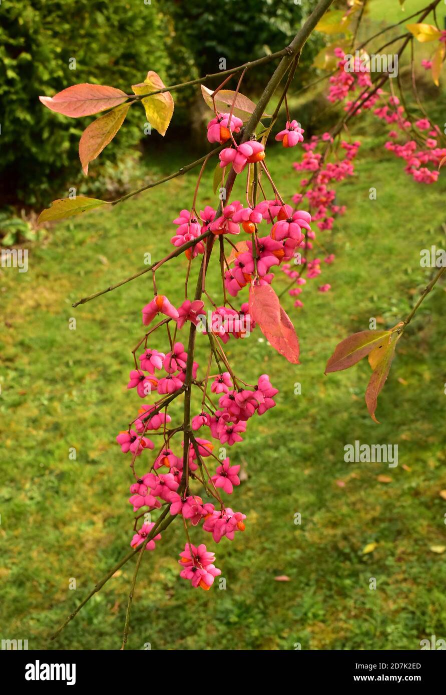 Spindle bush red tree german garden in autumn Stock Photo - Alamy