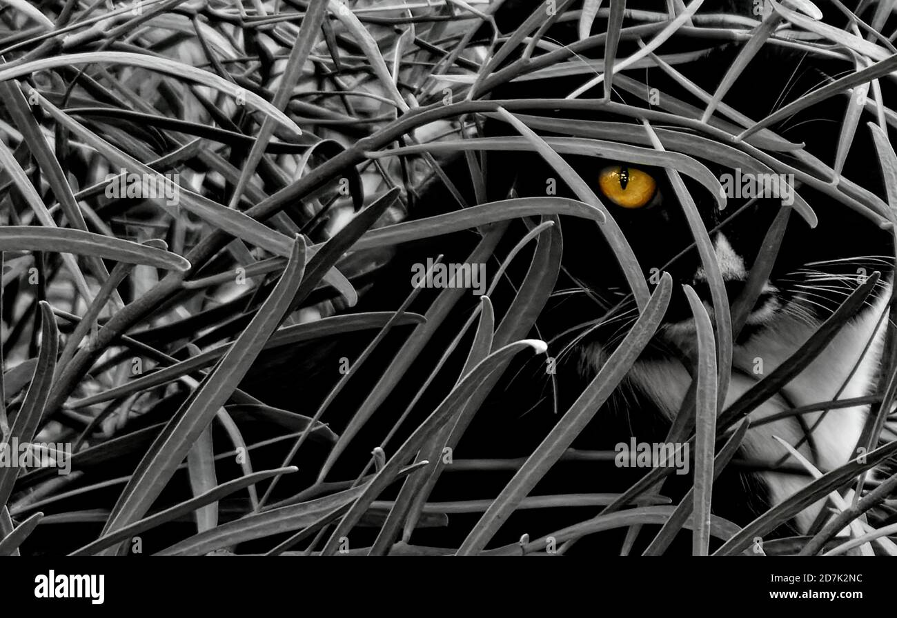 Black cats eye hi-res stock photography and images - Alamy