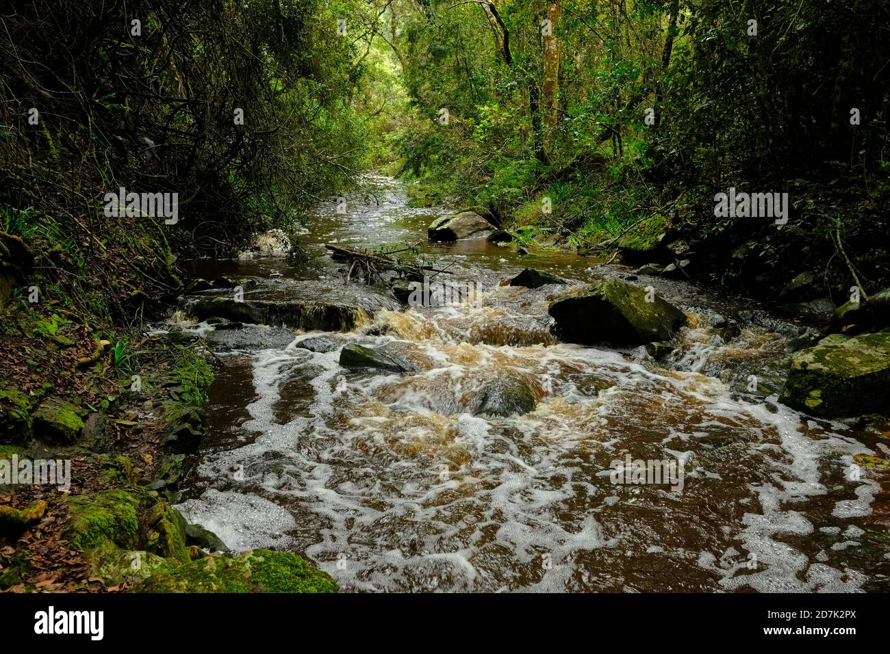 Landscape photo of a flowing river in a forest scene in the Western ...