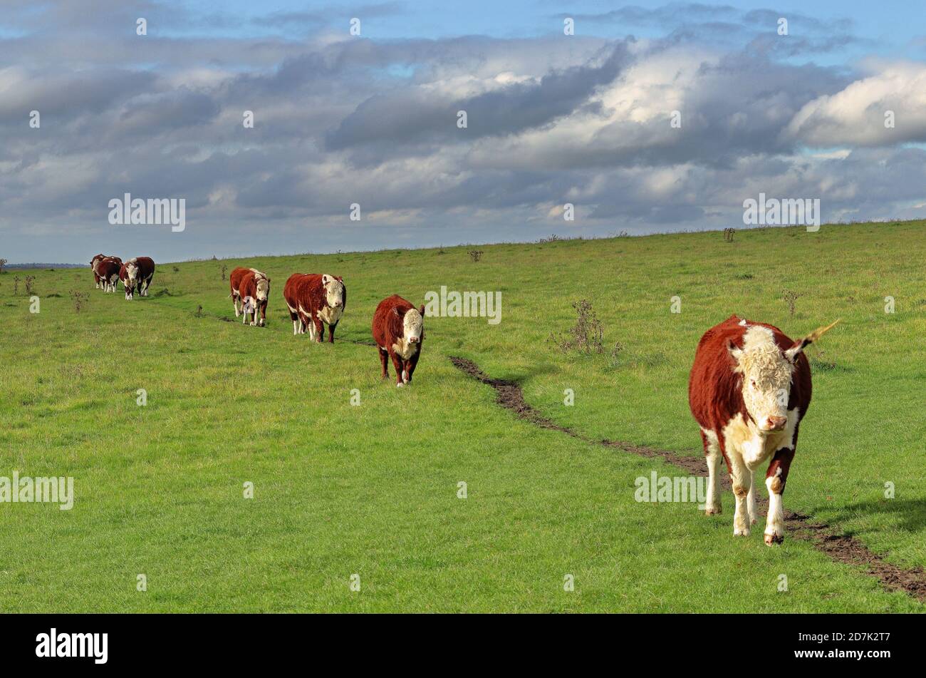 Line of cattle hi-res stock photography and images - Alamy