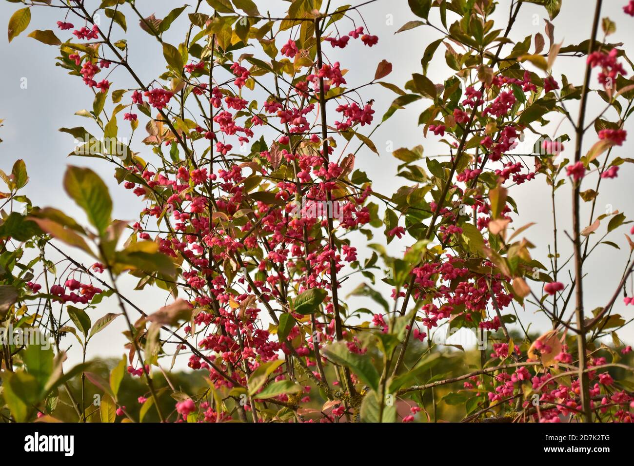 Spindle bush red tree german garden in autumn Stock Photo - Alamy