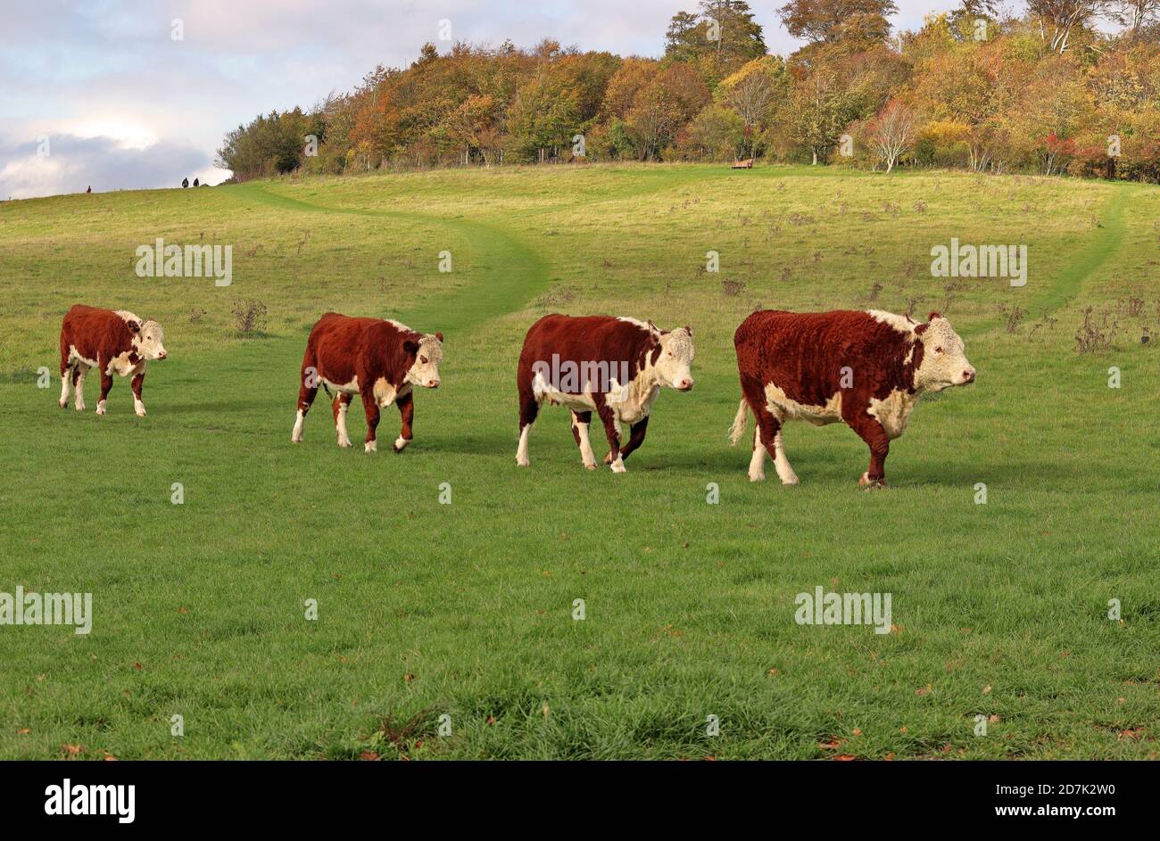 Hereford Cattle walking in a line on a grassy hilltop Stock Photo - Alamy