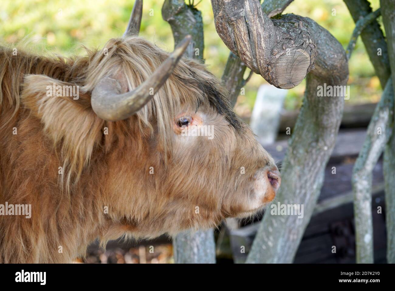 Portrait of a brown bull in a pasture Stock Photo - Alamy