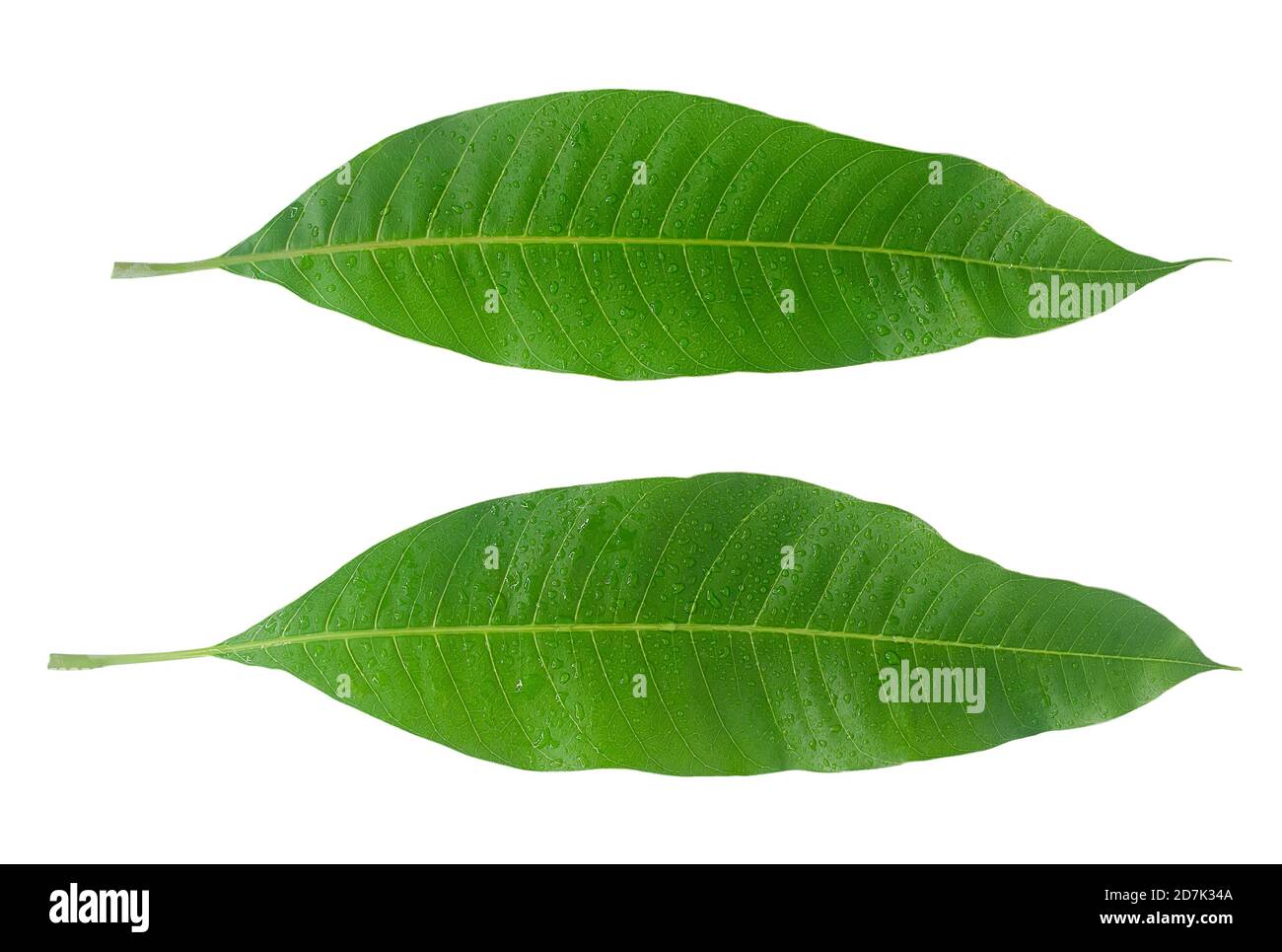 Mango plant leaf hi-res stock photography and images - Alamy