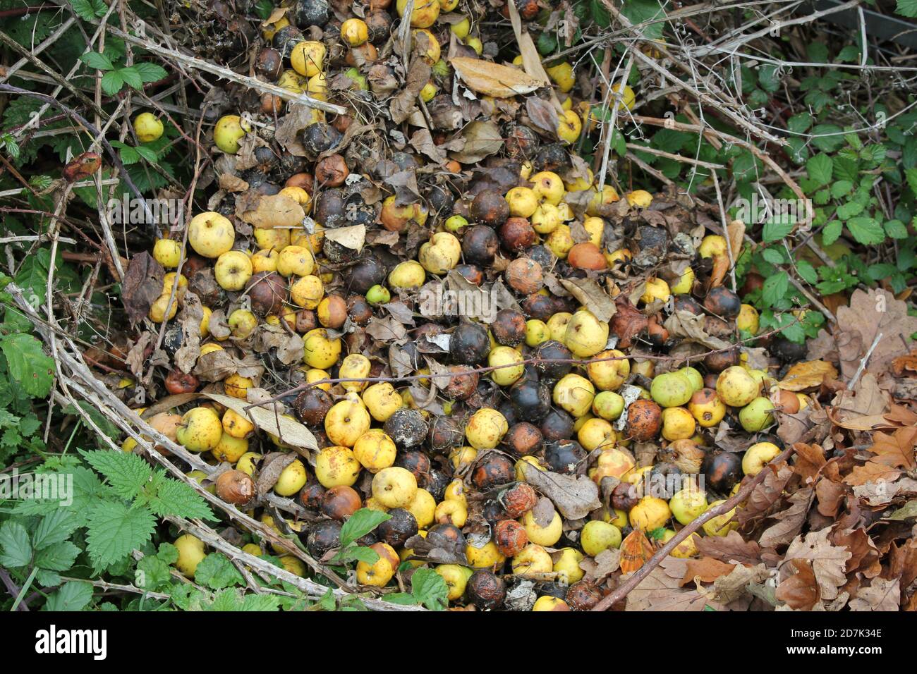 pile of rotten waste apples Stock Photo - Alamy