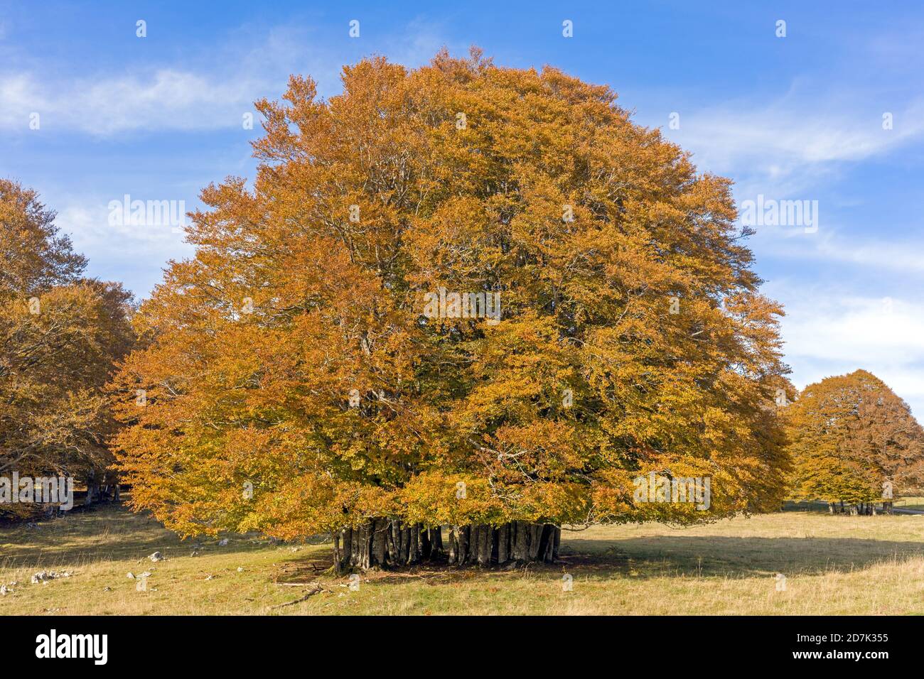 Hugh multi-stem beech tree in autumn coloring Stock Photo - Alamy