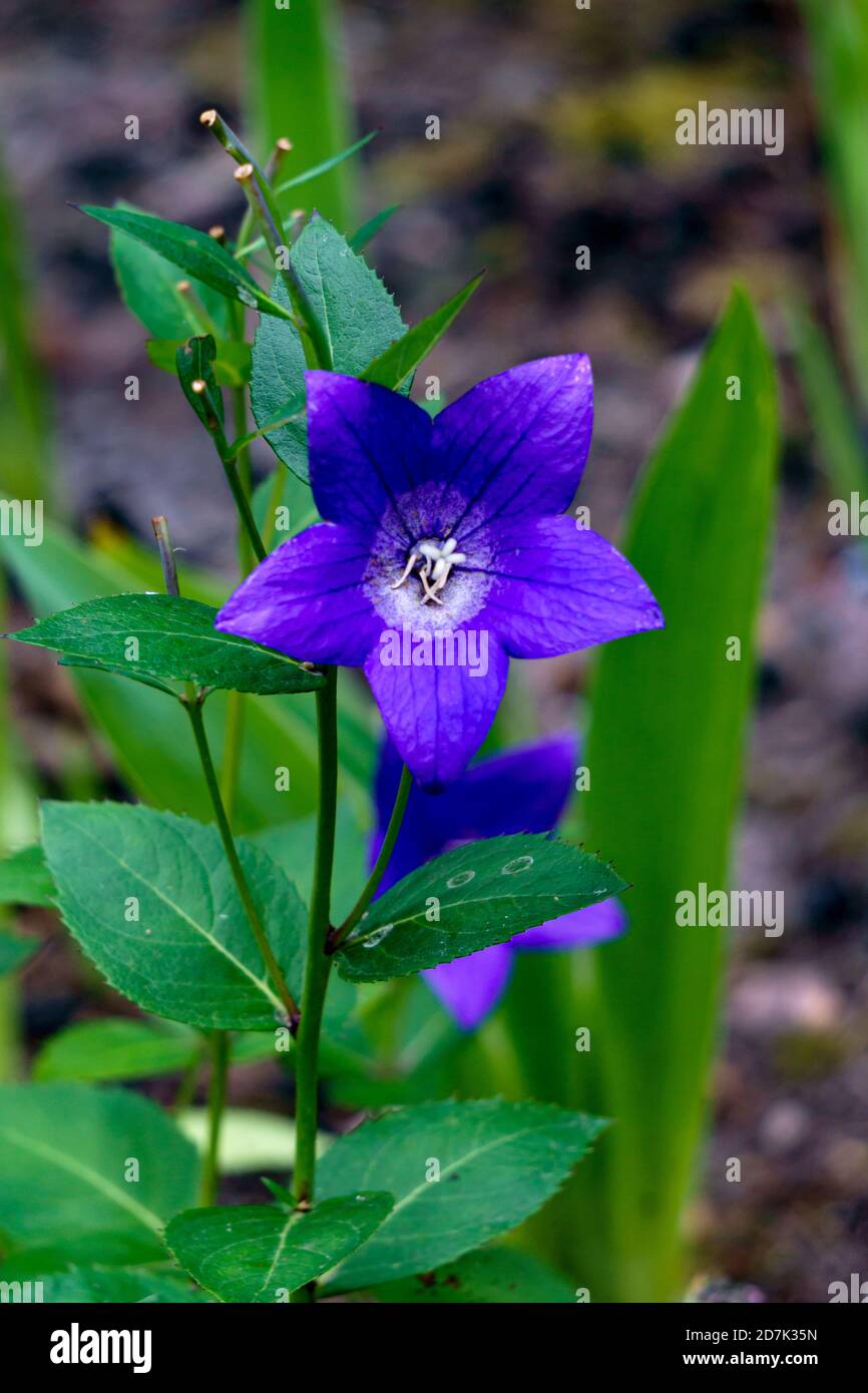Bell blooms hi-res stock photography and images - Alamy