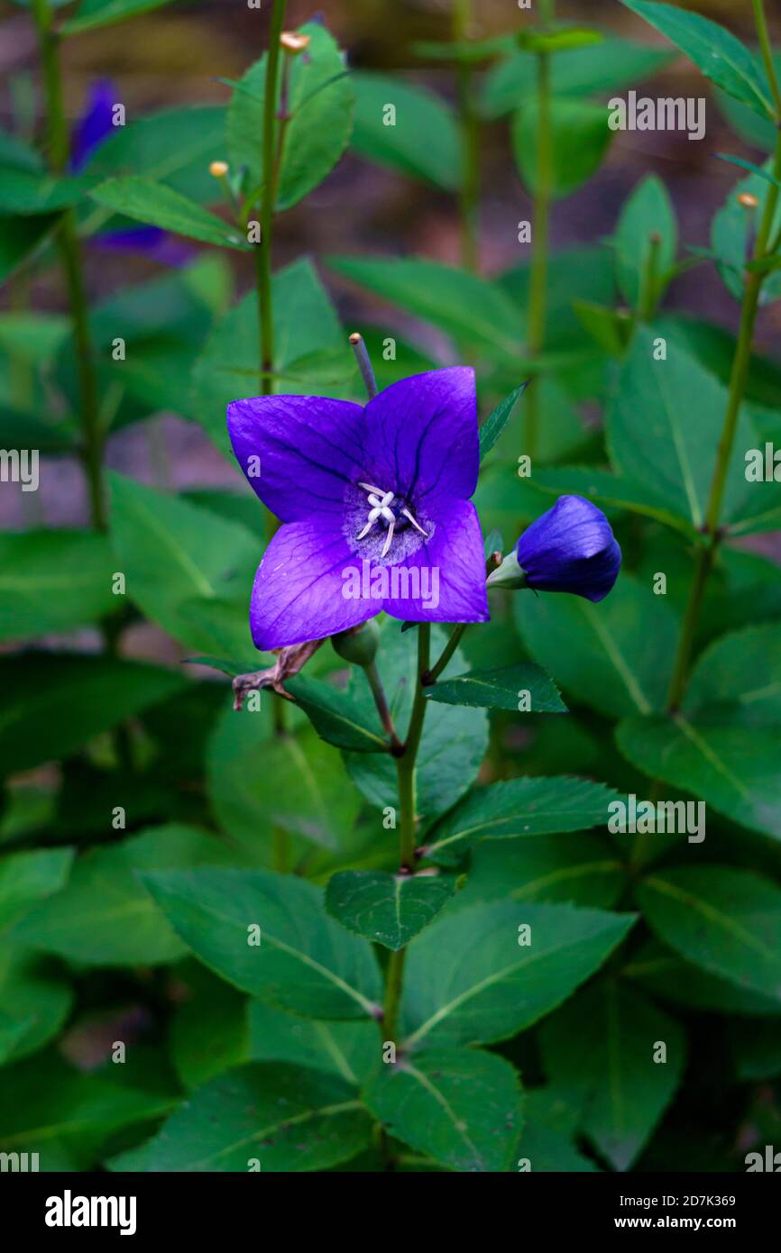 Bell blooms hi-res stock photography and images - Alamy
