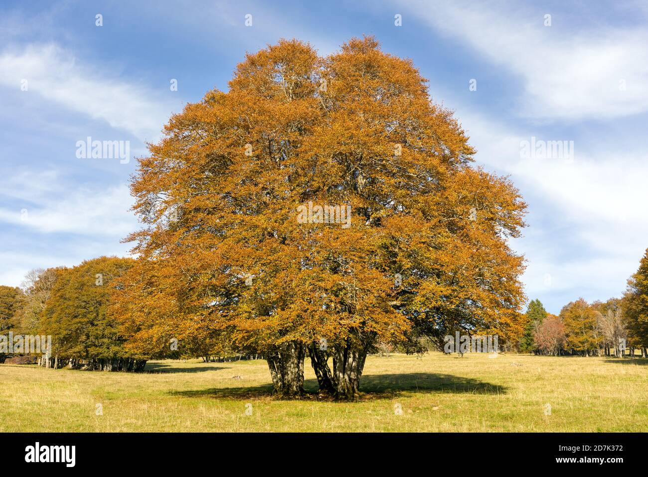 Multi stemm hi-res stock photography and images - Alamy