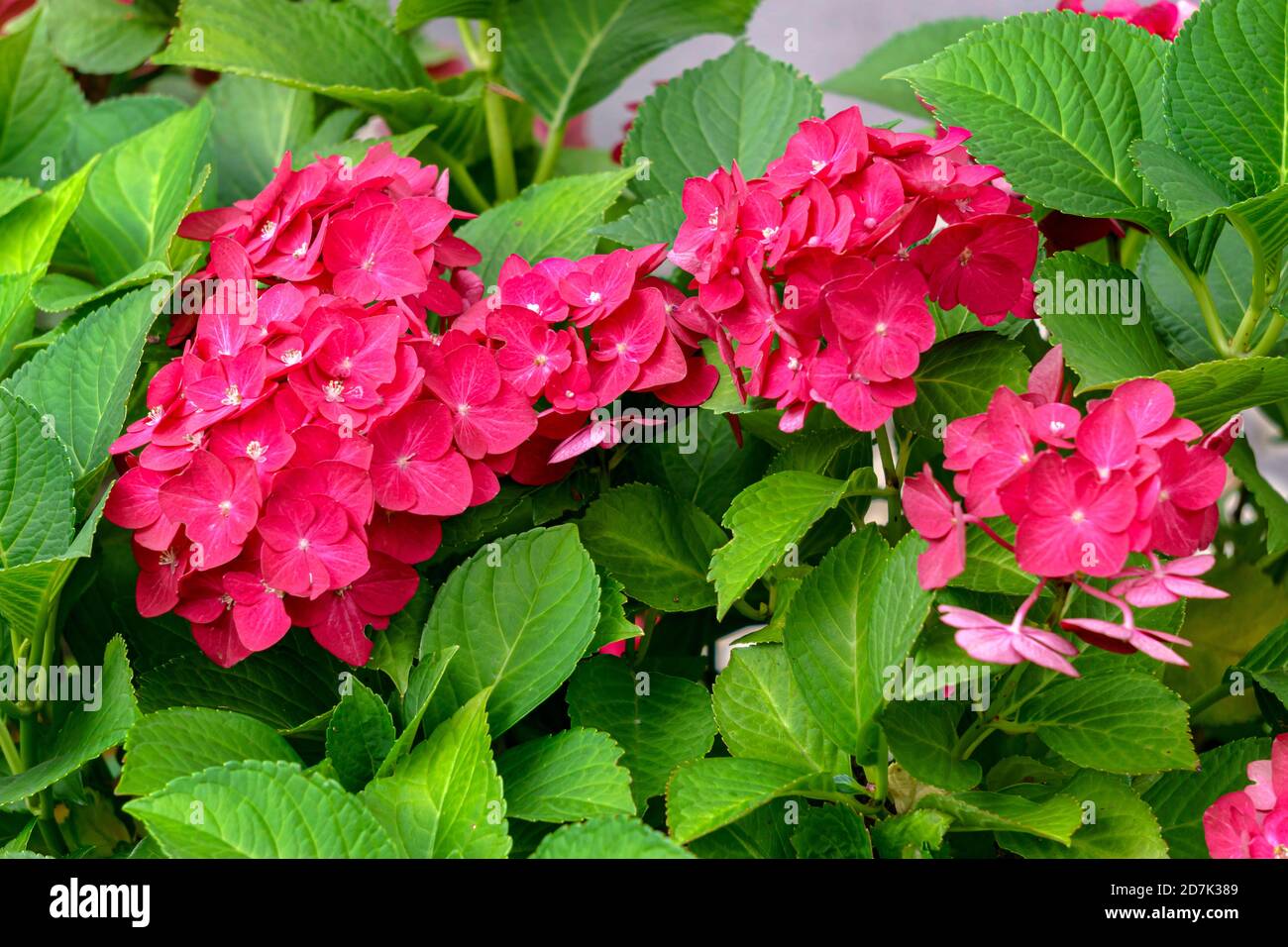 Cone shaped hydrangea hi-res stock photography and images - Alamy