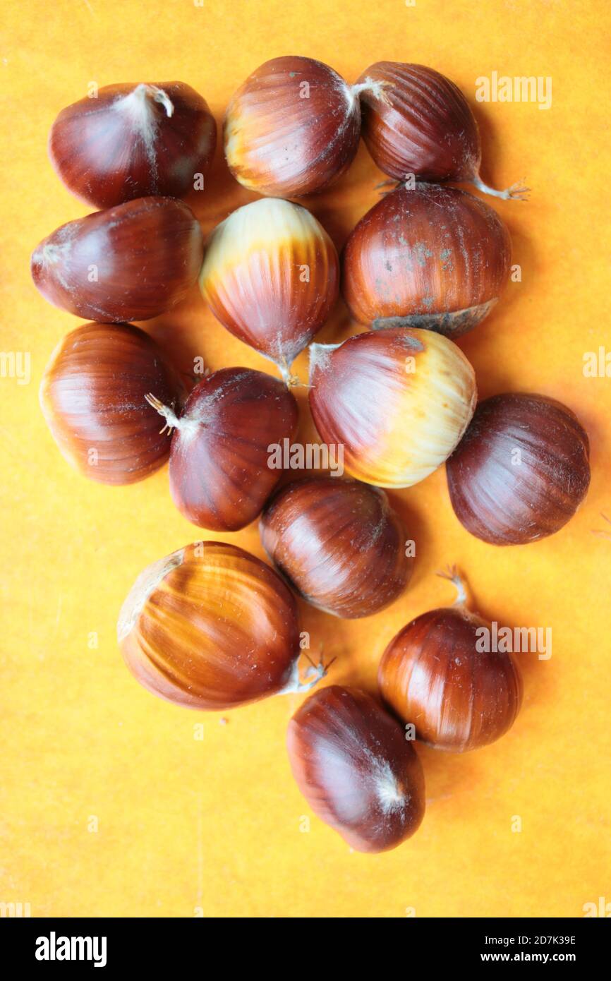 Close up ripe chestnuts, the sweet shiny shelled nuts freshly foraged ...