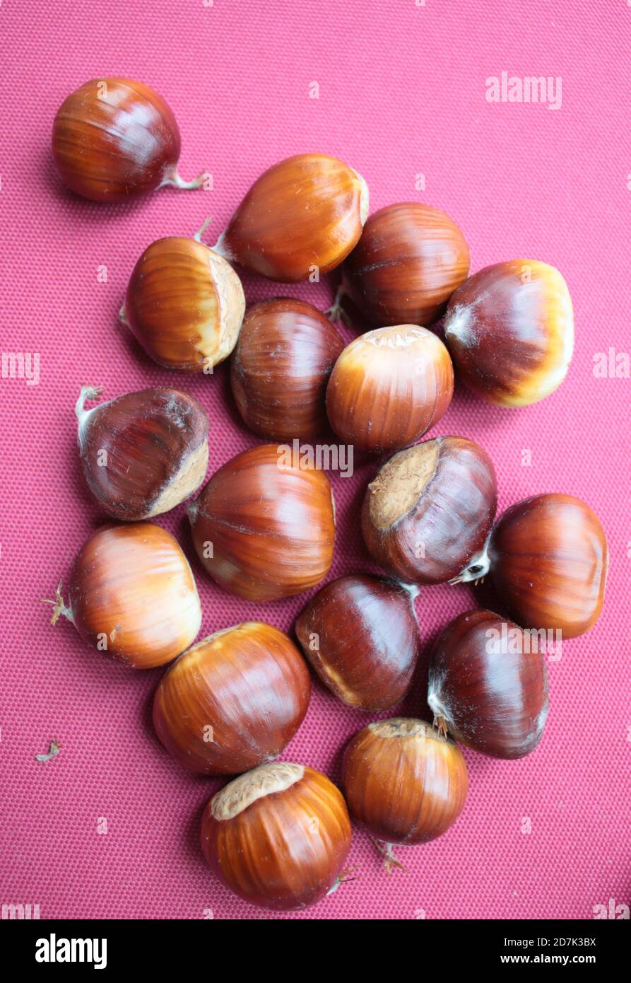 Shiny brown nut shells hi-res stock photography and images - Alamy