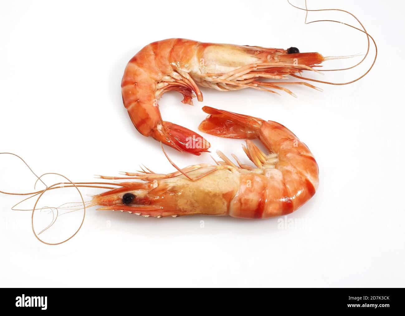Common prawn Cut Out Stock Images & Pictures - Alamy