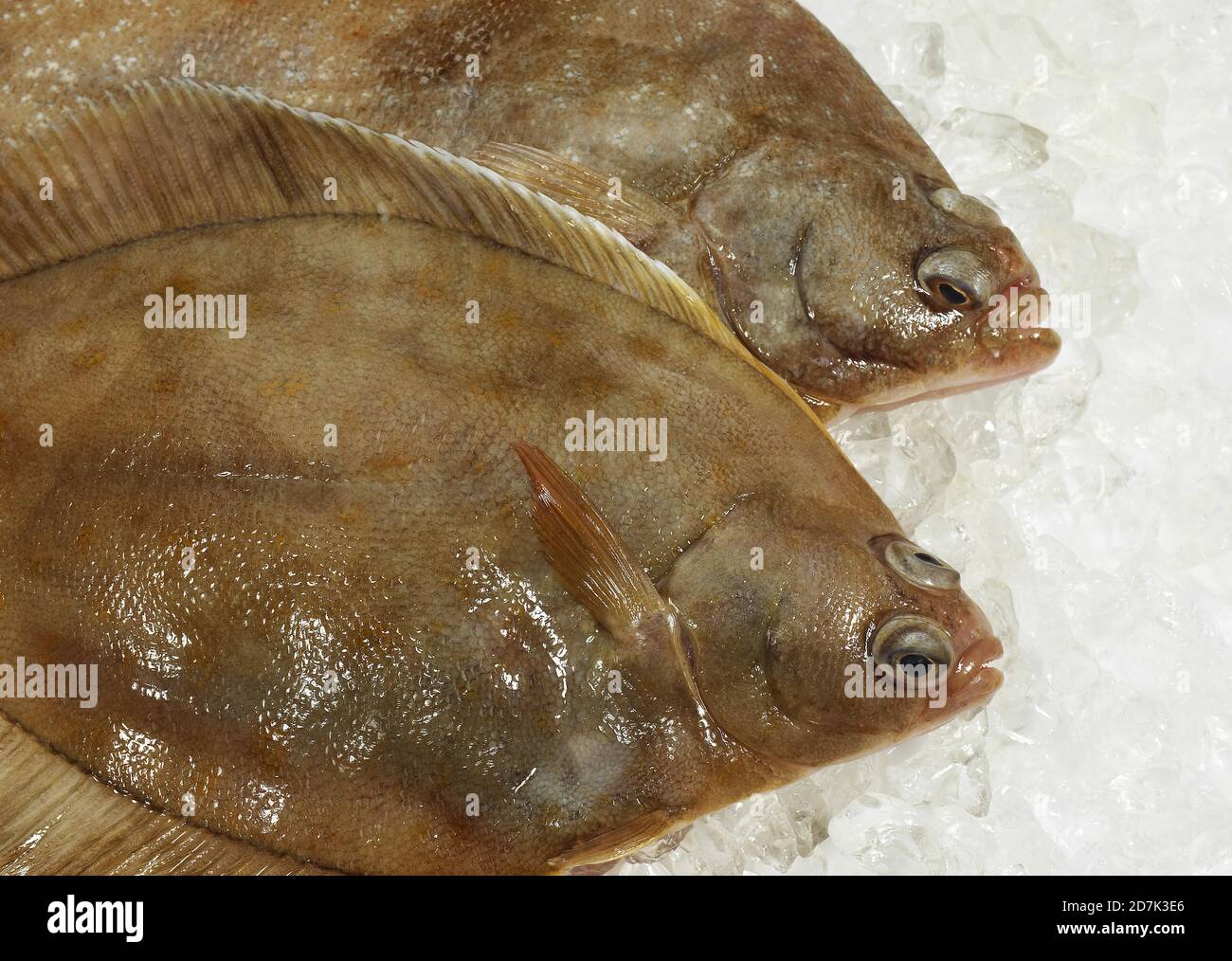 Brill flatfish hi-res stock photography and images - Alamy