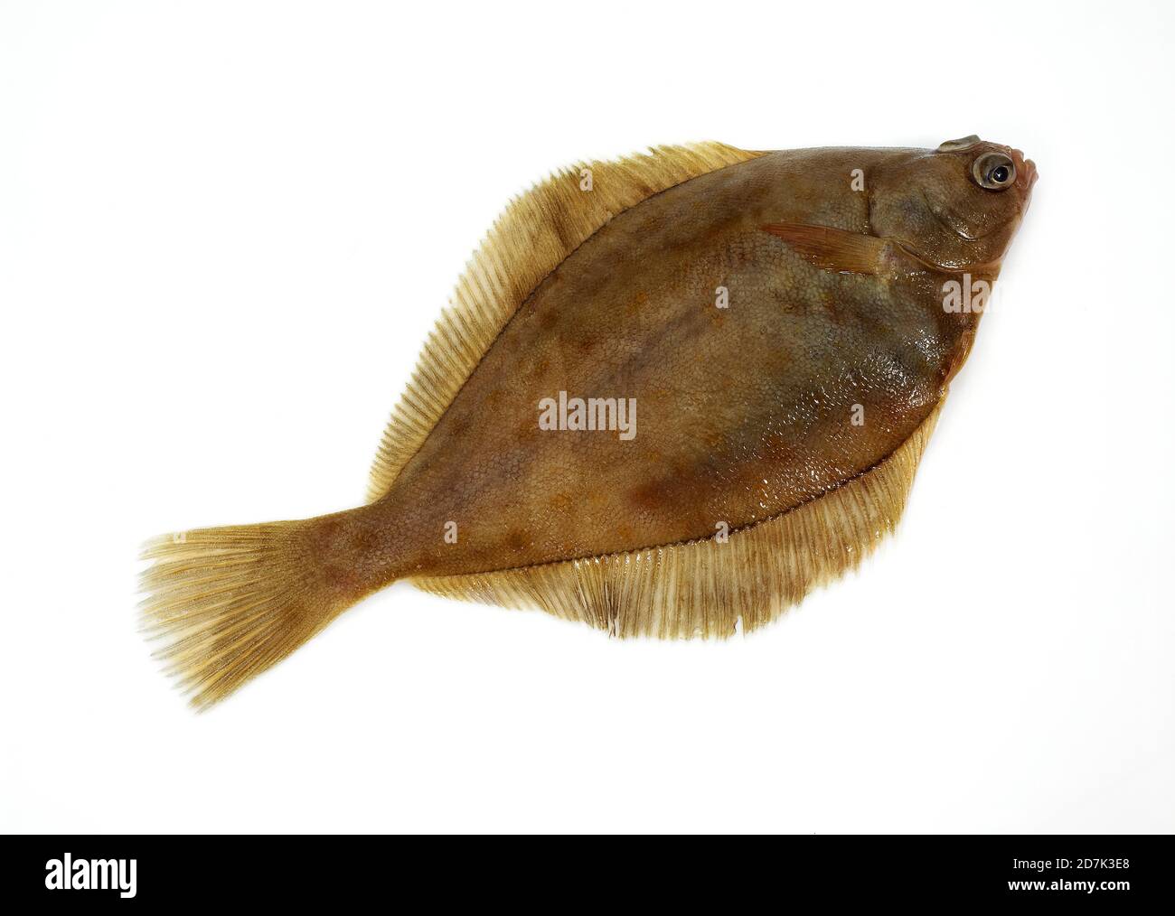 FRESH BRILL AGAINST WHITE BACKGROUND Stock Photo - Alamy