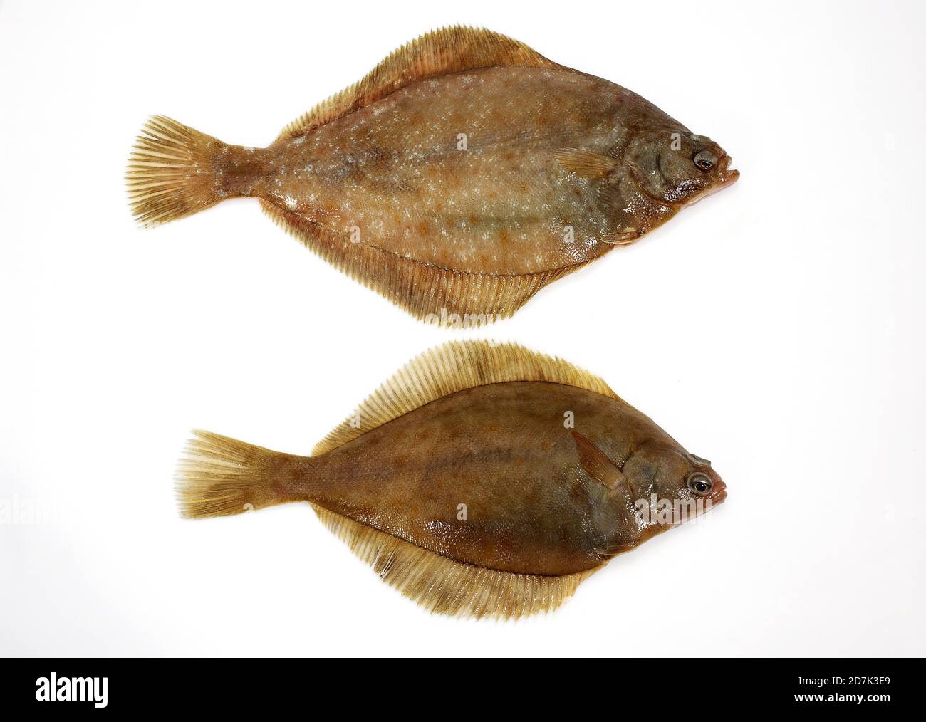 FRESH BRILL AGAINST WHITE BACKGROUND Stock Photo - Alamy