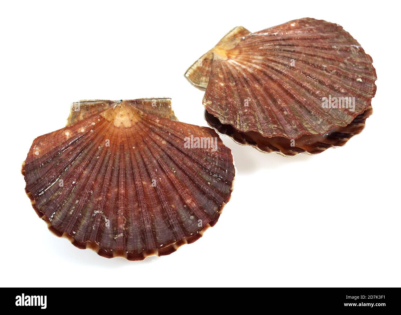 FRESH SCALLOPS pecten maximus AGAINST WHITE BACKGROUND Stock Photo - Alamy