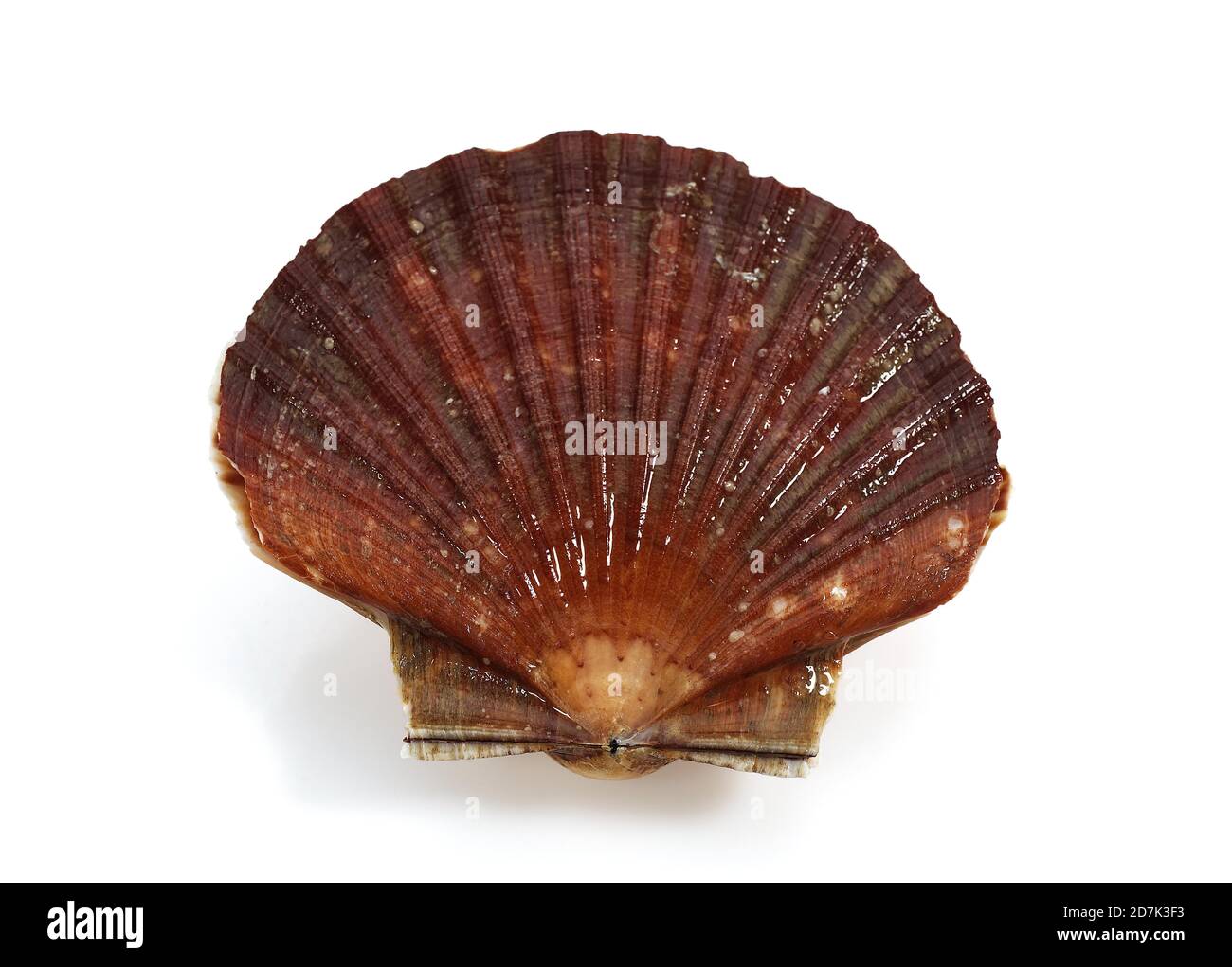 FRESH SCALLOPS pecten maximus AGAINST WHITE BACKGROUND Stock Photo - Alamy