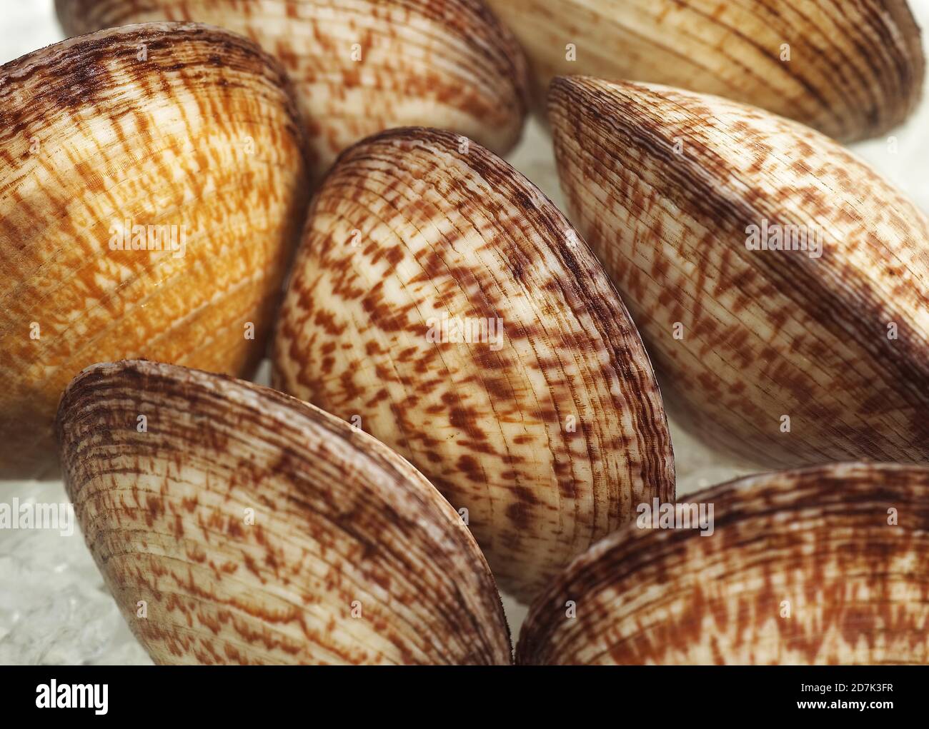 DOG COCKLE SHELL glycymeris glycymeris ON ICE Stock Photo - Alamy