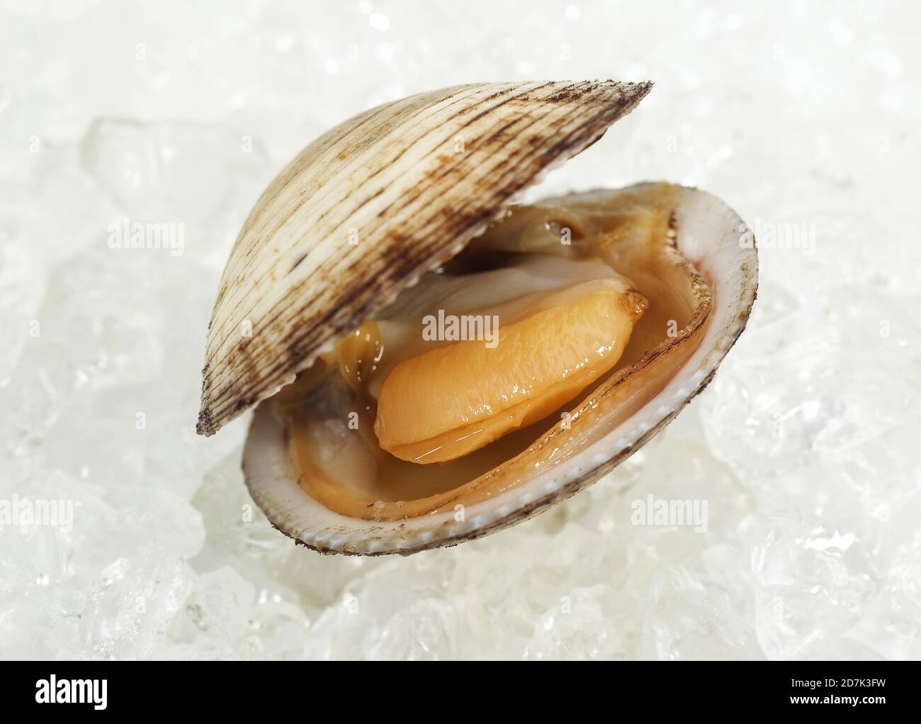 Glycymeridae hi-res stock photography and images - Alamy