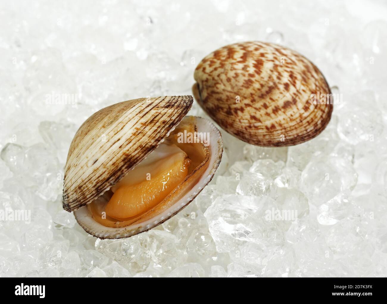 DOG COCKLE SHELL glycymeris glycymeris ON ICE Stock Photo - Alamy