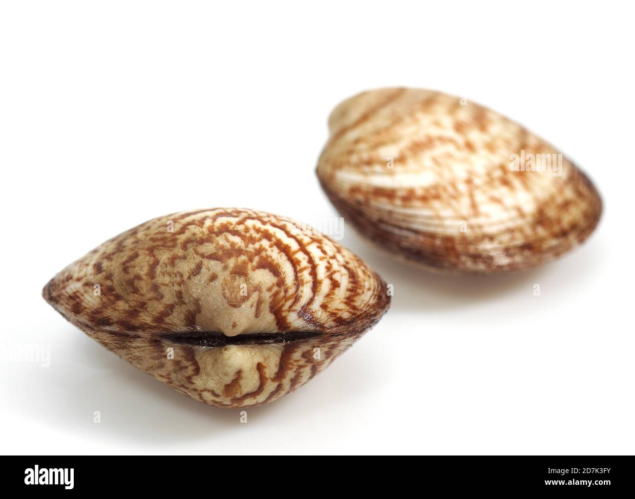 DOG COCKLE SHELL glycymeris glycymeris Stock Photo - Alamy