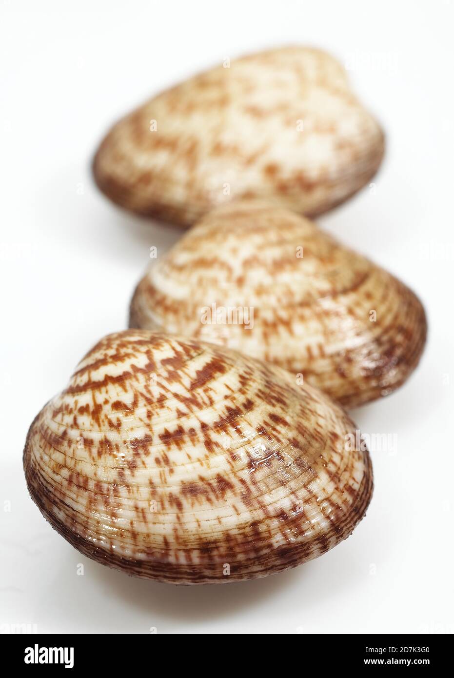 Dog cockle shell hi-res stock photography and images - Alamy