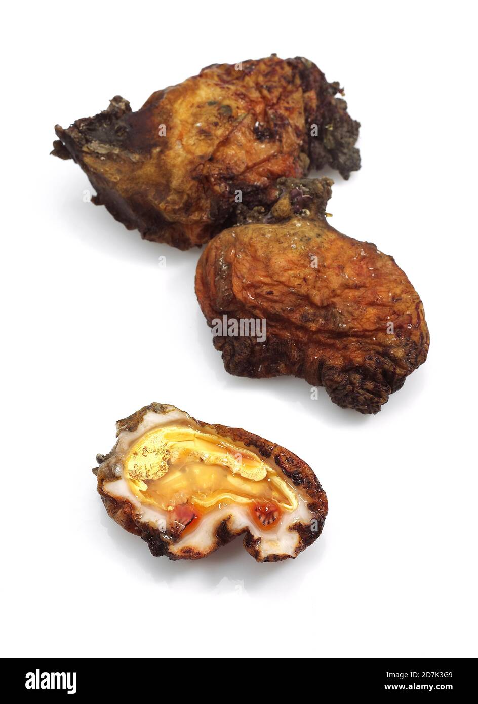 Tunicate Cut Out Stock Images & Pictures - Alamy
