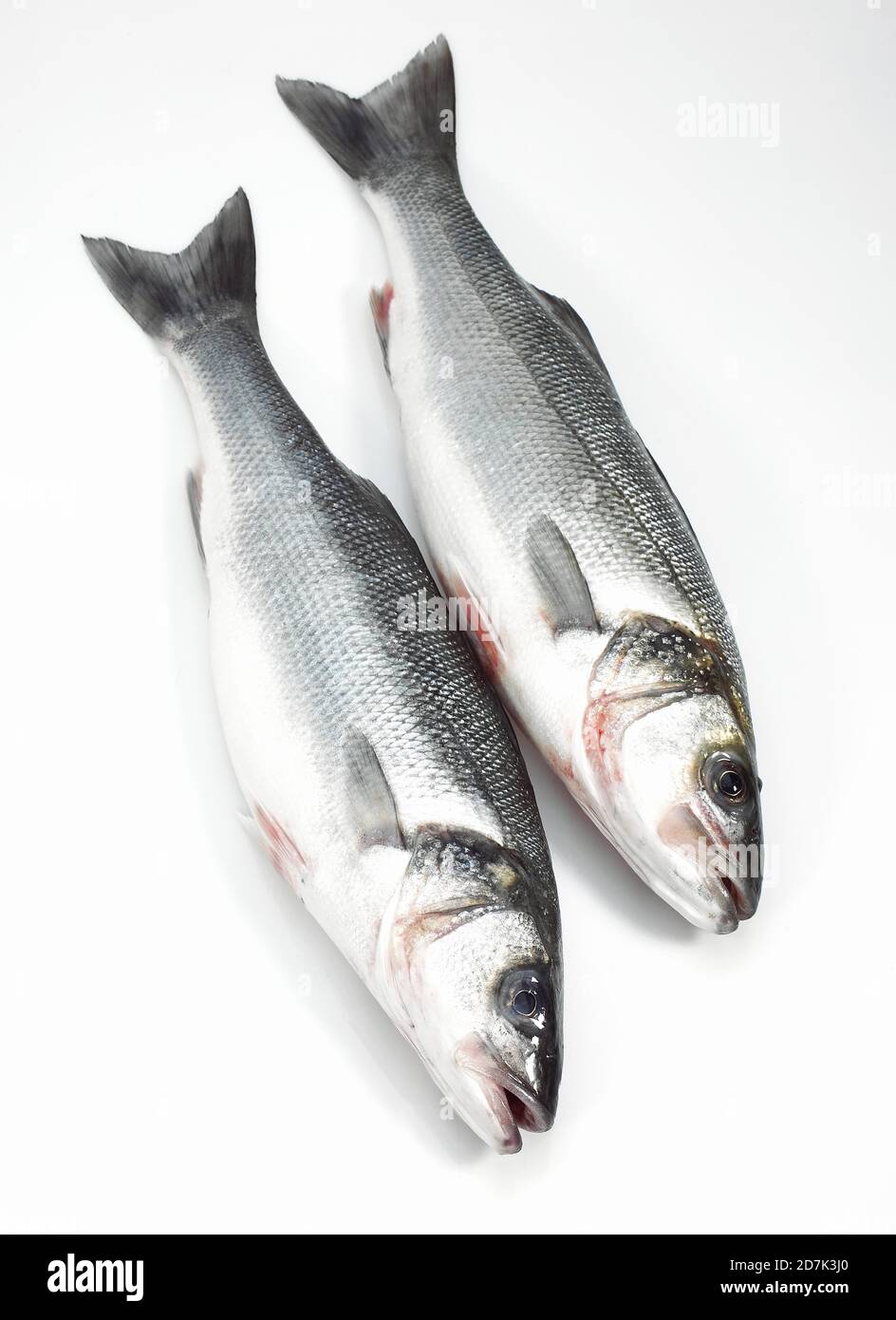 FRESH BASS AGAINST WHITE BACKGROUND Stock Photo - Alamy
