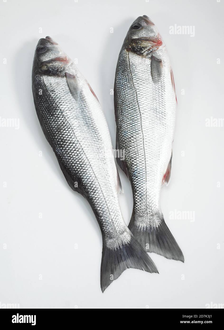 FRESH BASS AGAINST WHITE BACKGROUND Stock Photo - Alamy
