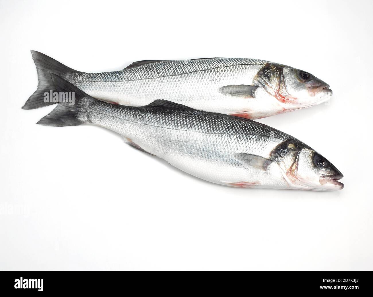 FRESH BASS AGAINST WHITE BACKGROUND Stock Photo - Alamy