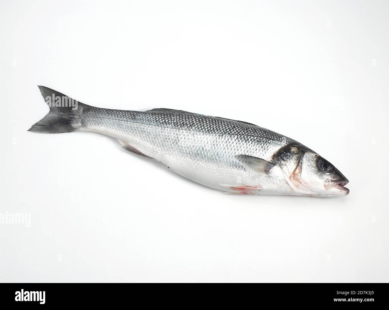 FRESH BASS AGAINST WHITE BACKGROUND Stock Photo - Alamy