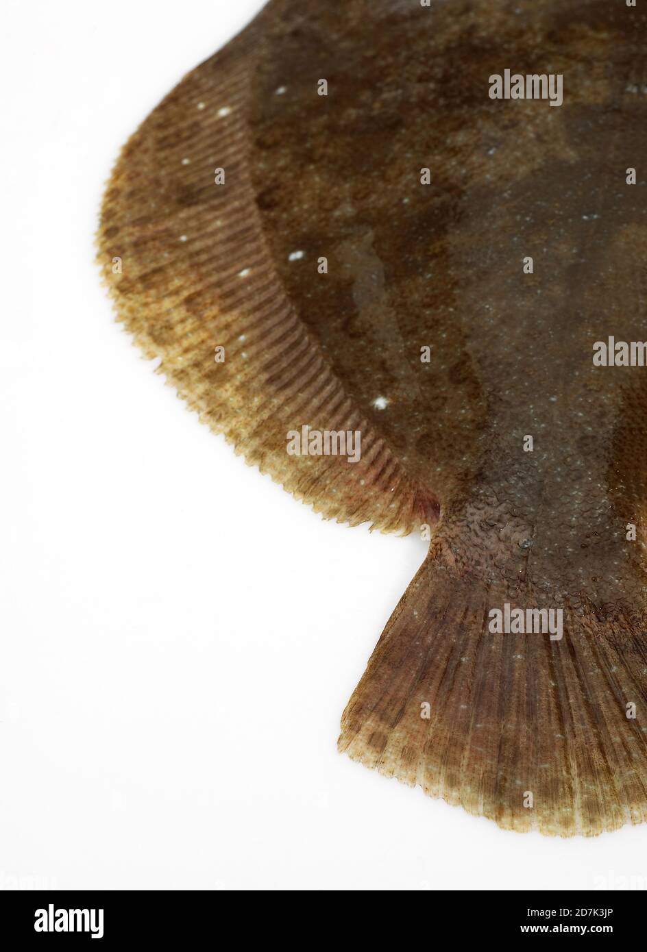 FRESH BRILL AGAINST WHITE BACKGROUND Stock Photo - Alamy