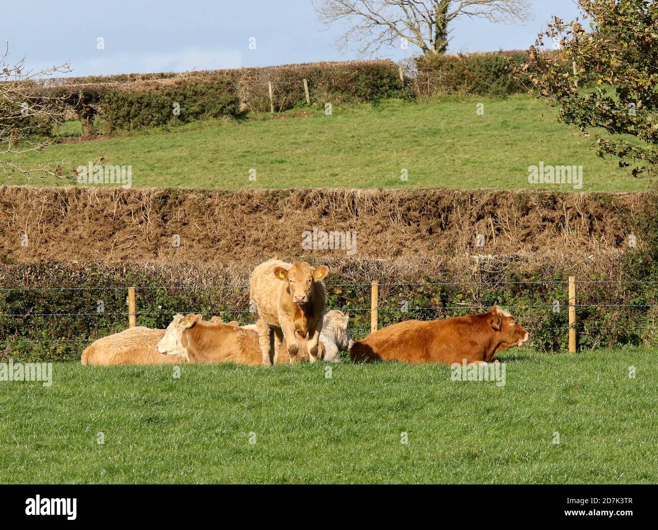 Brown beef cattle hi-res stock photography and images - Alamy