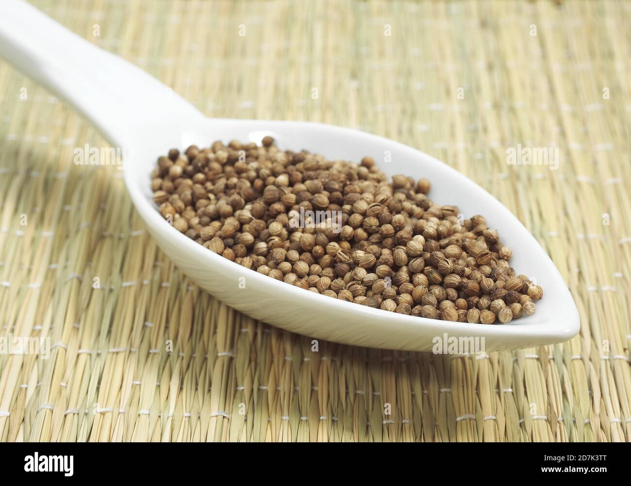 CORIANDER SEEDS coriandrum sativum Stock Photo - Alamy
