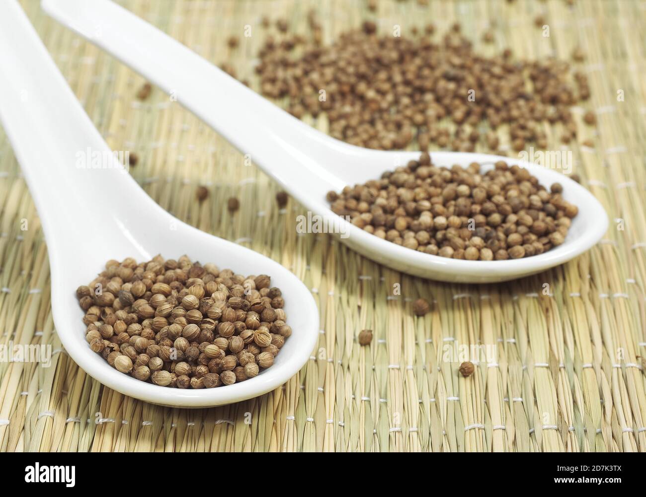 CORIANDER SEEDS coriandrum sativum Stock Photo - Alamy
