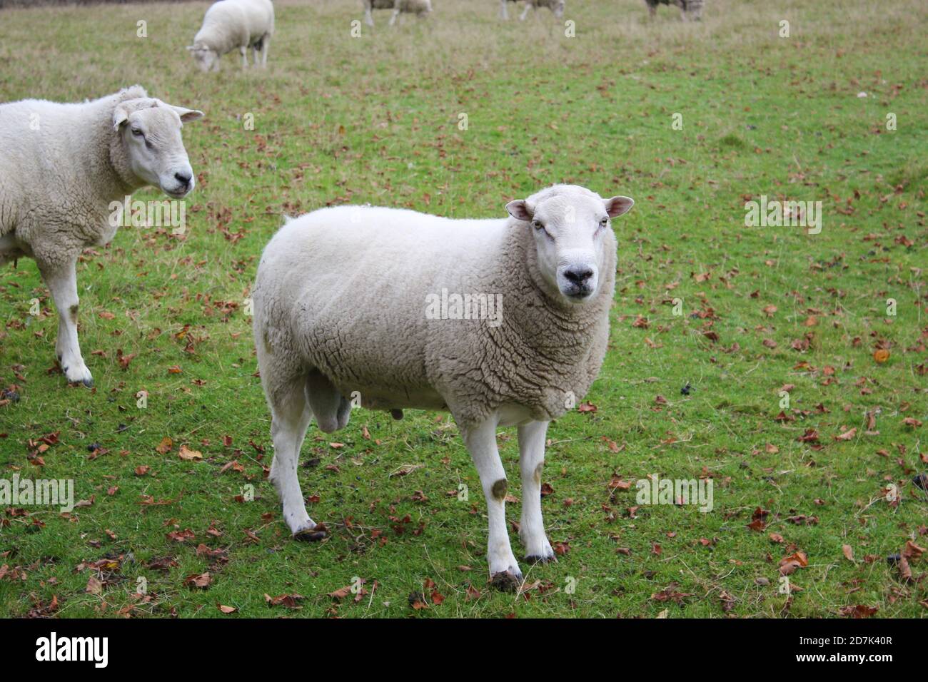 sheep in farm field background with copy space, green grass field sheep ...