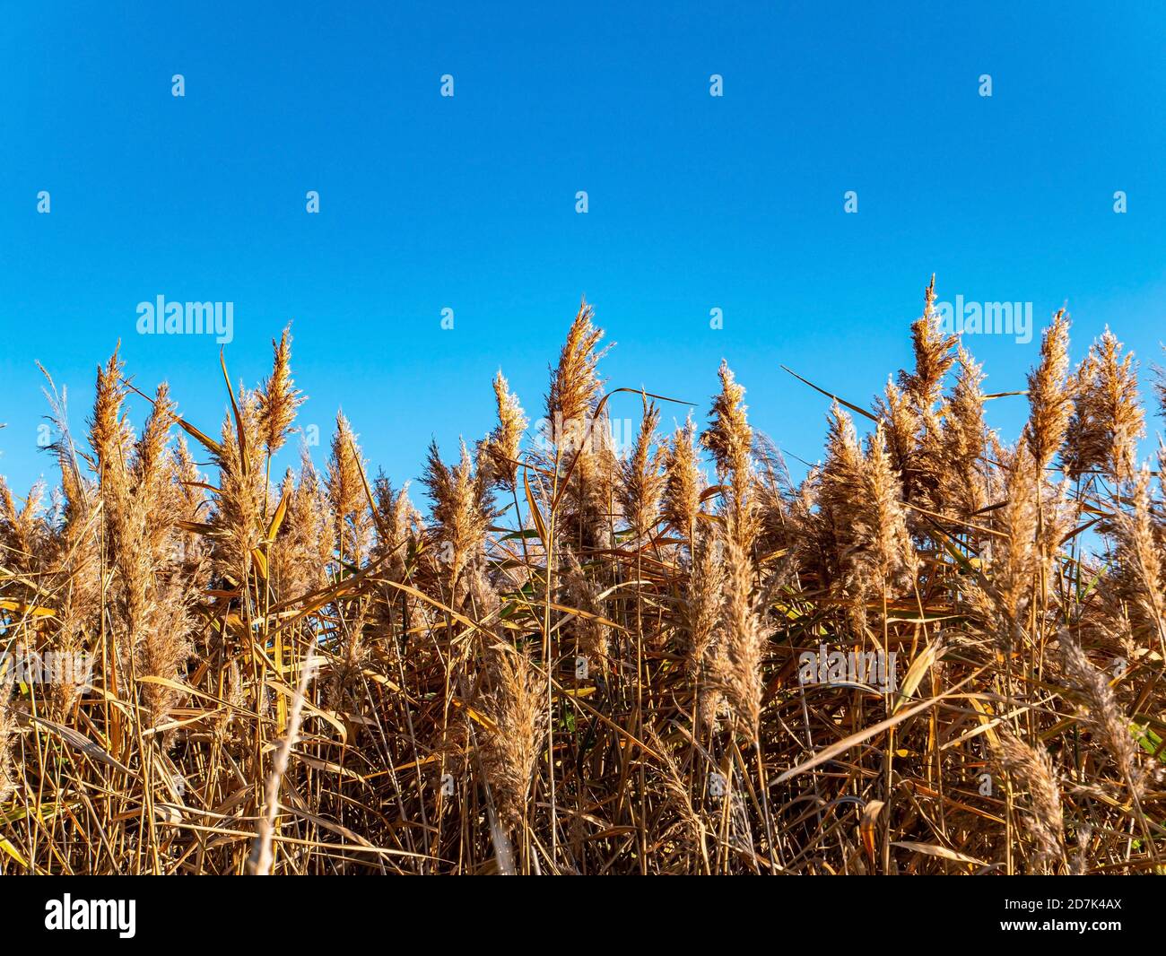 Long dry reeds blue hi-res stock photography and images - Alamy