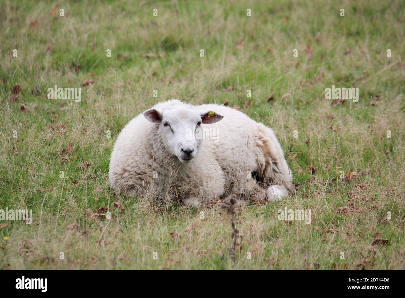 sheep in farm field background with copy space, green grass field sheep ...
