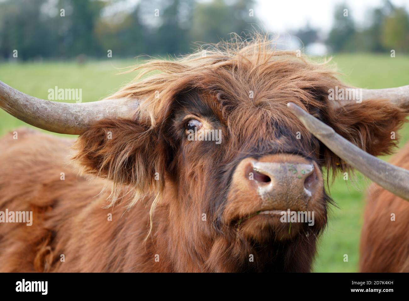Portrait of a brown bull in a pasture Stock Photo - Alamy