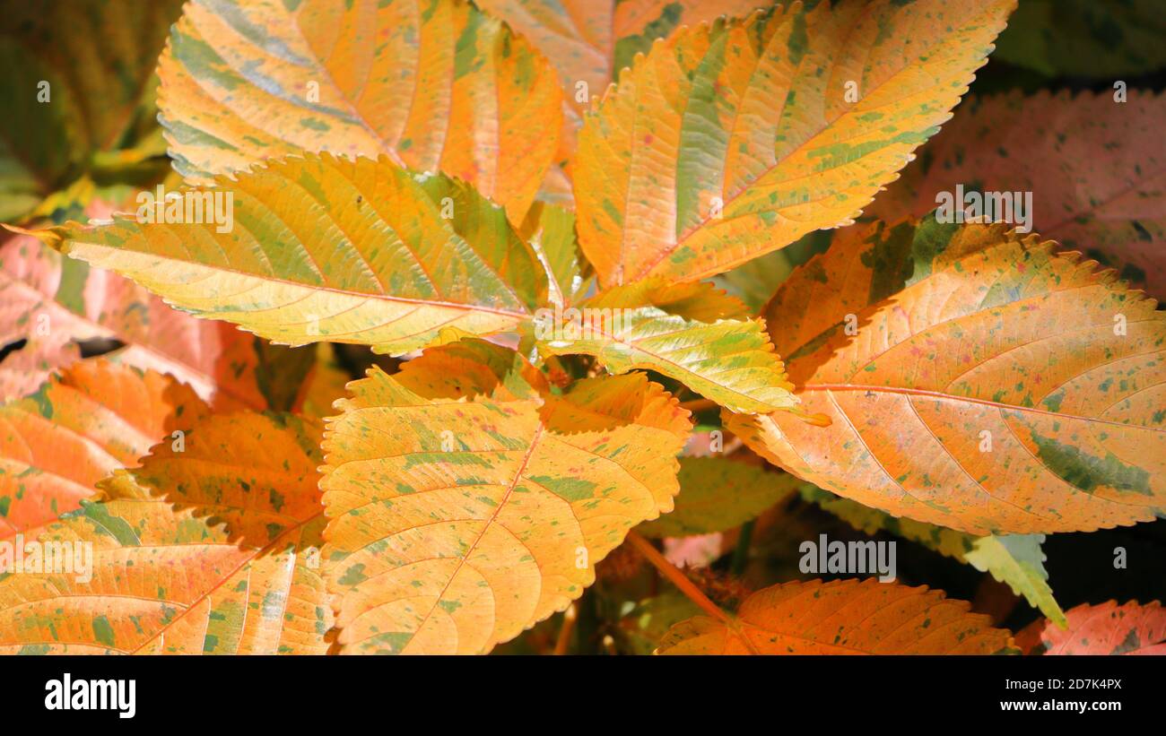 Copperleaf plant hi-res stock photography and images - Alamy