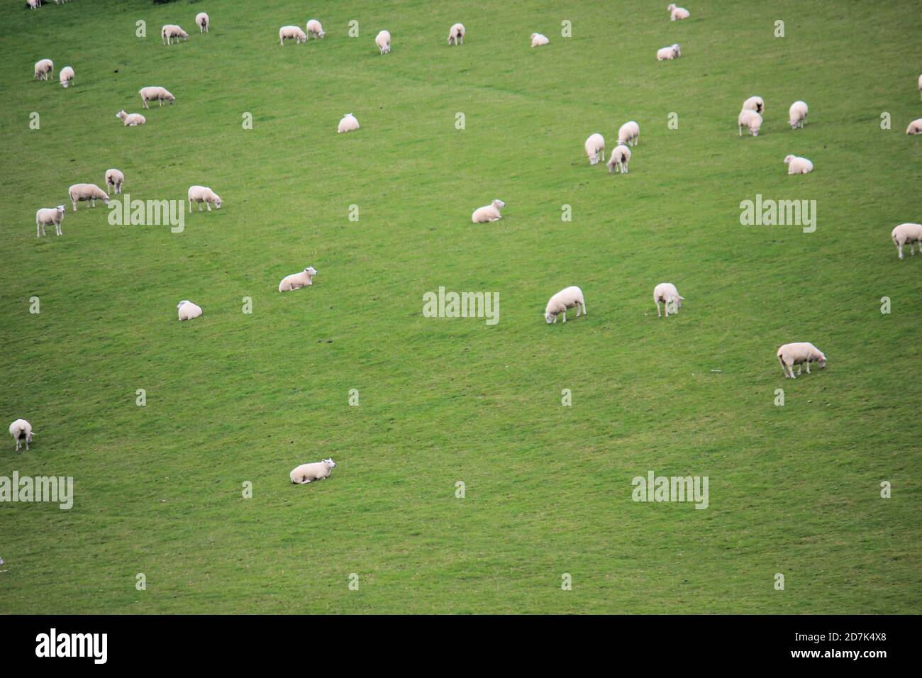 sheep in farm field background with copy space, green grass field sheep ...