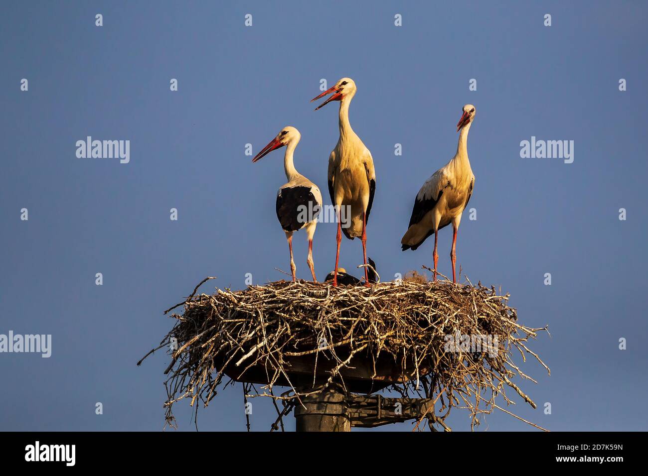 Row of bird nest hi-res stock photography and images - Alamy