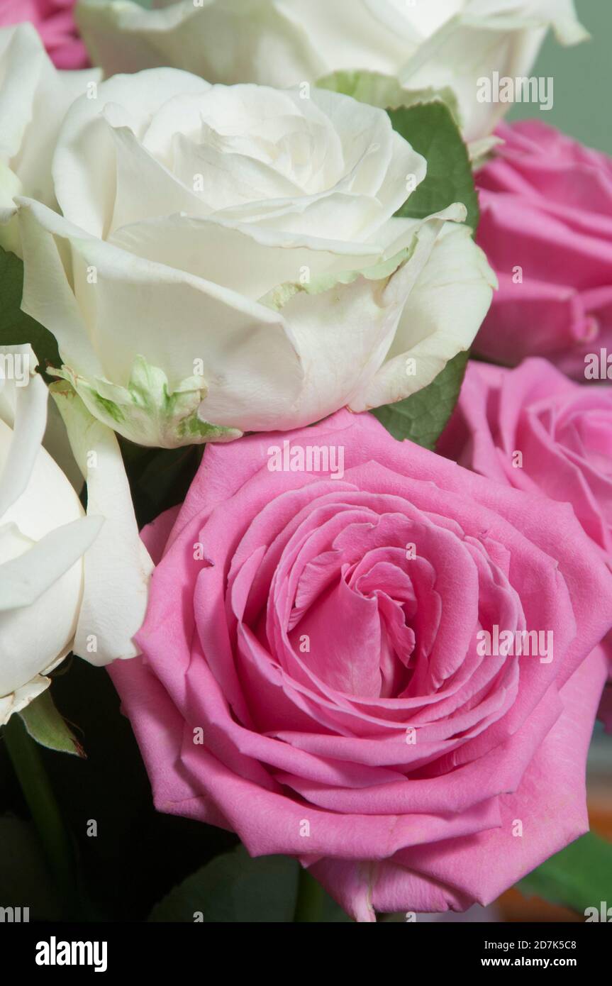Roses posy over green background, closeup shot Stock Photo - Alamy